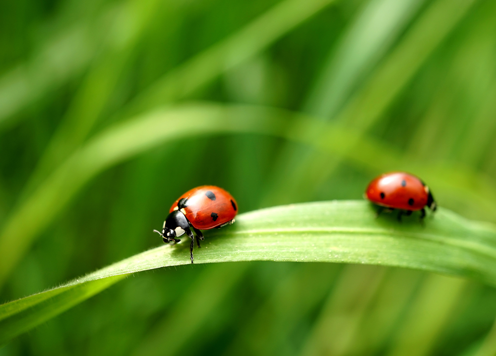 ladybugs and hydroponics: 100% non-toxic pest control - marlo ...
